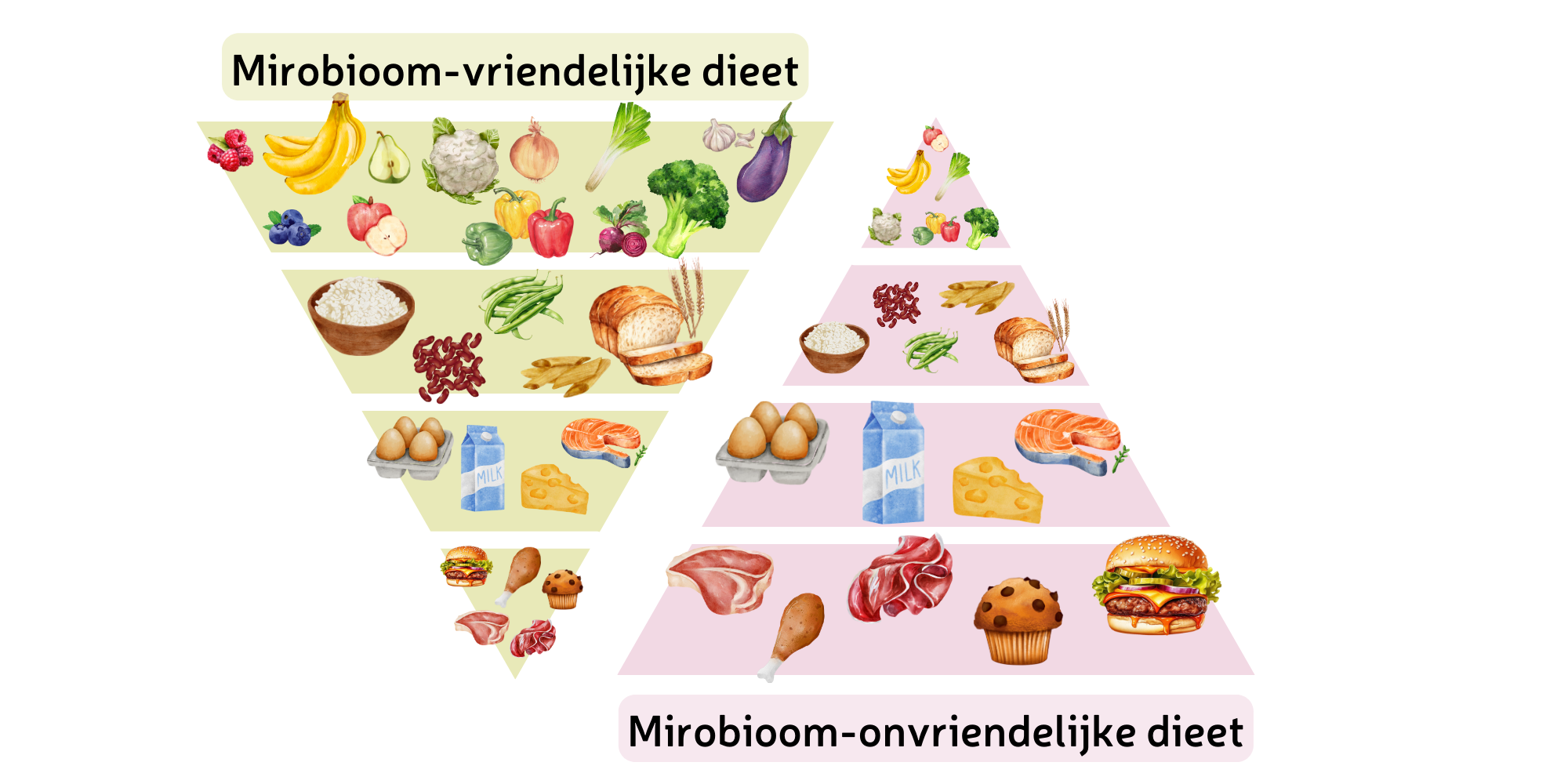 Zo verbeter jij je darmmicrobioom | MyMicroZoo