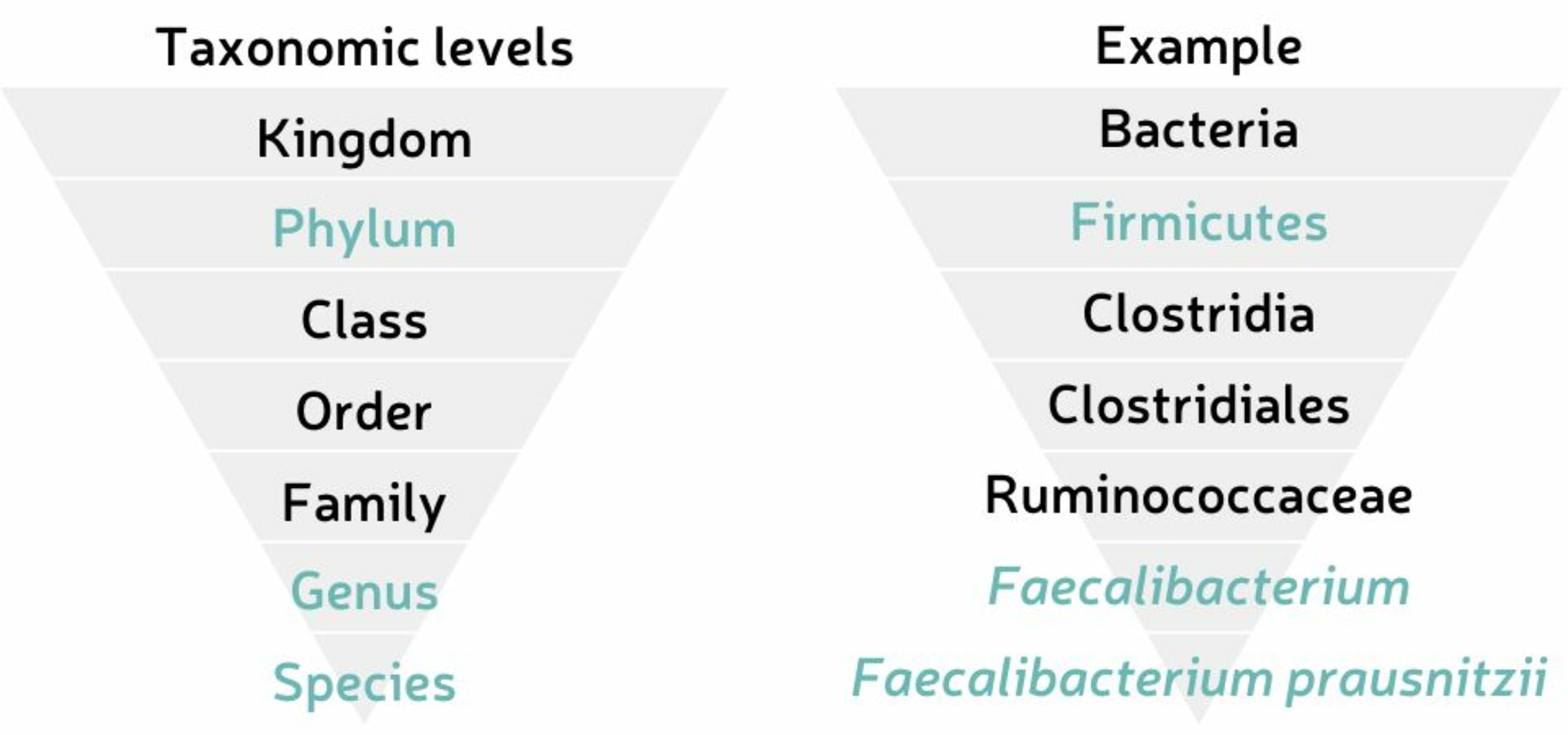 Grouping of bacteria: Taxonomy | MyMicroZoo