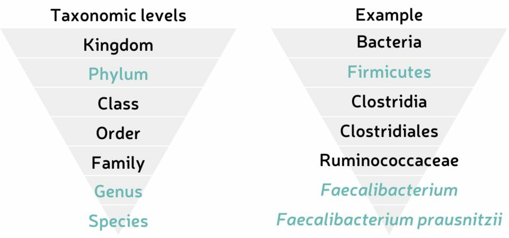 Grouping of bacteria: Taxonomy | MyMicroZoo